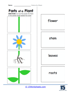 Parts of a Plant Worksheets | Life Science - 15 Worksheets.com
