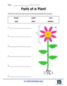 Parts of a Plant Worksheets | Life Science - 15 Worksheets.com