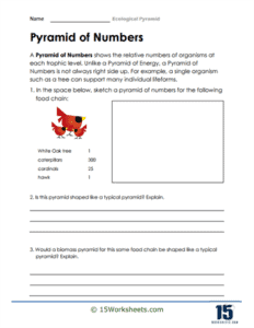 Ecological Pyramid Worksheets - 15 Worksheets.com