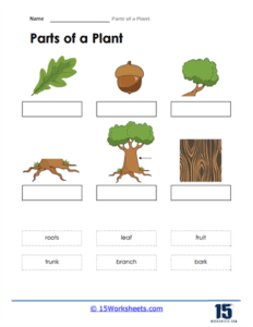 Parts of a Plant Worksheets | Life Science - 15 Worksheets.com