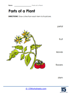Parts of a Plant Worksheets | Life Science - 15 Worksheets.com