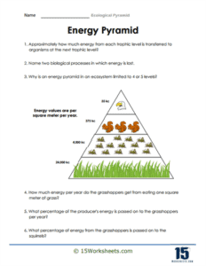 Ecological Pyramid Worksheets - 15 Worksheets.com