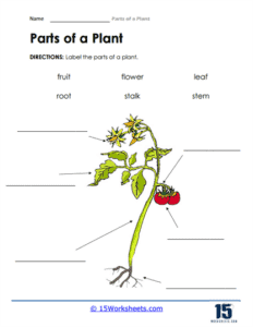 Parts of a Plant Worksheets | Life Science - 15 Worksheets.com