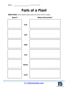 Parts of a Plant Worksheets | Life Science - 15 Worksheets.com