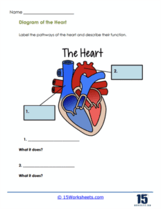 Human Body Systems Worksheets - 15 Worksheets.com
