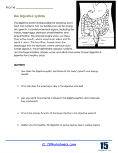 Human Body Systems Worksheets - 15 Worksheets.com