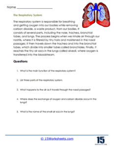 Human Body Systems Worksheets - 15 Worksheets.com