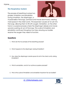 Human Body Systems Worksheets - 15 Worksheets.com