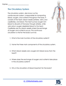 Human Body Systems Worksheets - 15 Worksheets.com