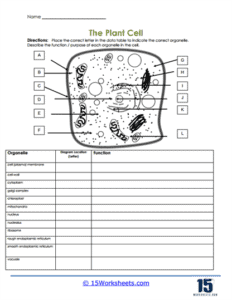 Plant Cells Worksheets | Life Sciences - 15 Worksheets.com