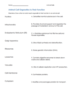 Animal Cells Worksheets | Organelles and Functions - 15 Worksheets.com