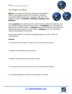 Mitosis and Meiosis Worksheets
