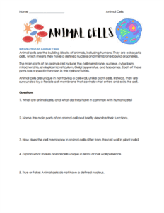 Animal Cells Worksheets | Organelles and Functions - 15 Worksheets.com
