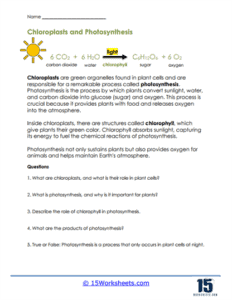 Plant Cells Worksheets | Life Sciences - 15 Worksheets.com