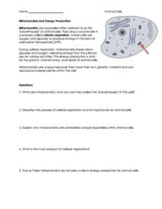 Animal Cells Worksheets | Organelles and Functions - 15 Worksheets.com